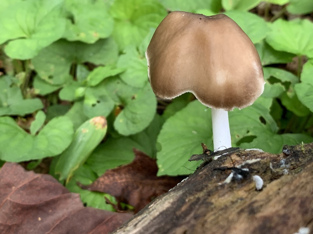 Pluteus hongoi from Prince Edward Island, Canada on August 14, 2023 at ...