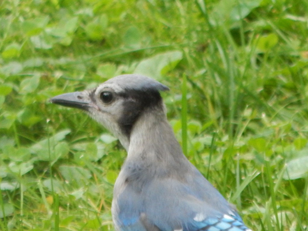 Blue Jay from Forge Pl, Doylestown, PA, US on August 15, 2023 at 11:21 ...