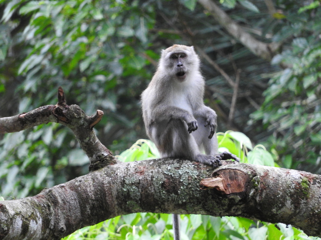 Long-tailed Macaque (Macaca fascicularis) - Know Your Mammals