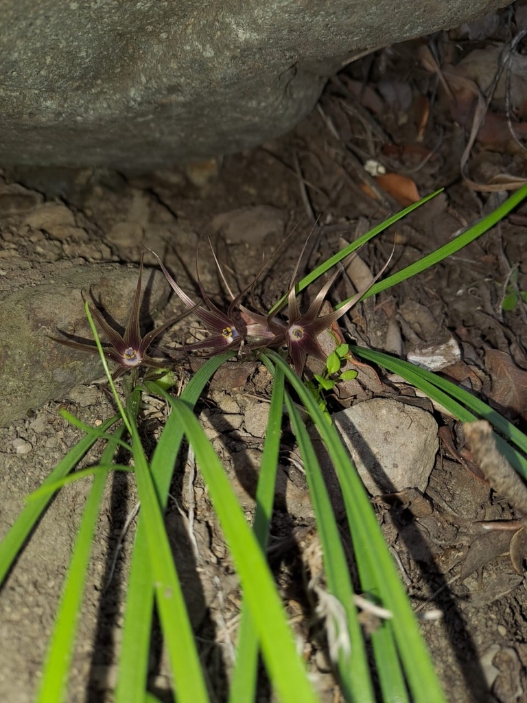 Miersia humilis from San José de Maipo, Región Metropolitana, Chile on ...