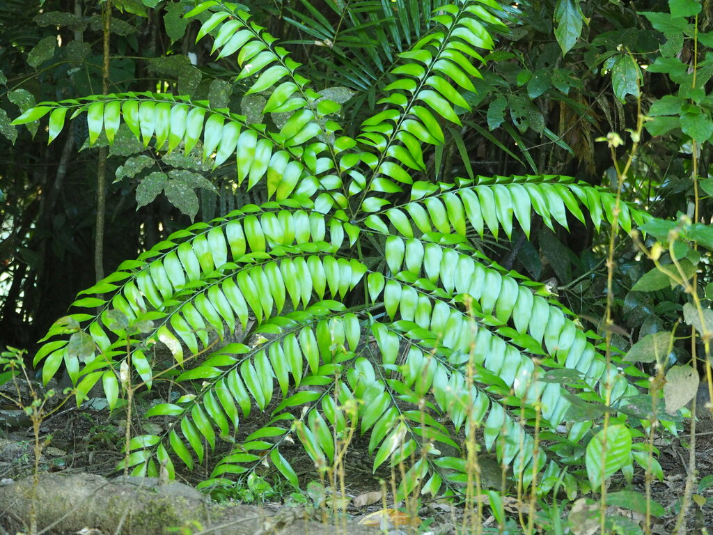 Zamia Fern in August 2023 by Jon Luly · iNaturalist
