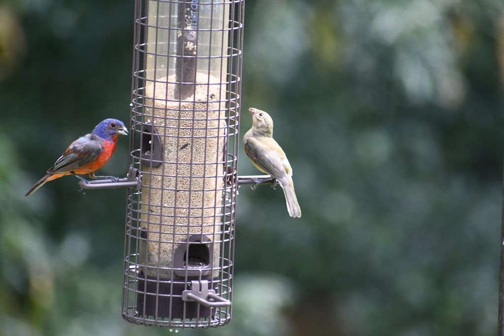 Painted Bunting from Lexington, SC, USA on August 15, 2023 at 01:57 PM ...