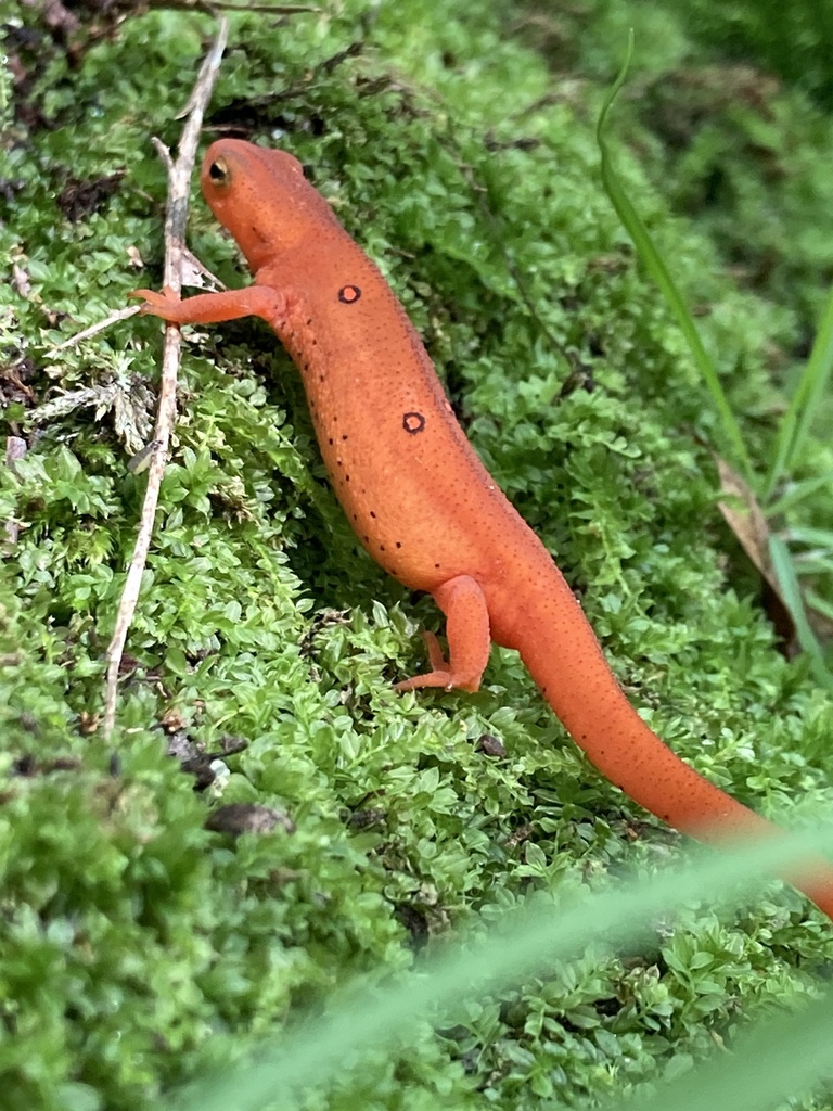 Eastern Newt from Port Matilda, PA, US on August 13, 2023 at 11:26 AM ...
