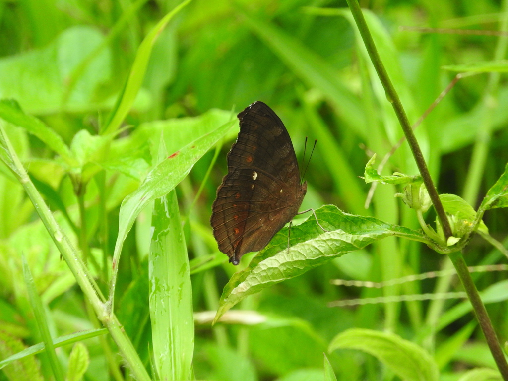 Brown Pansy from Pasaman Regency, West Sumatra, Indonesia on January 21 ...