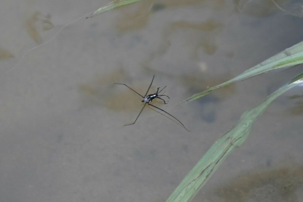 Metrobates hesperius from Vermilion County, IL, USA on August 10, 2023 ...