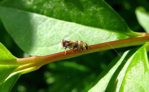 Tachycixius venustulus · iNaturalist
