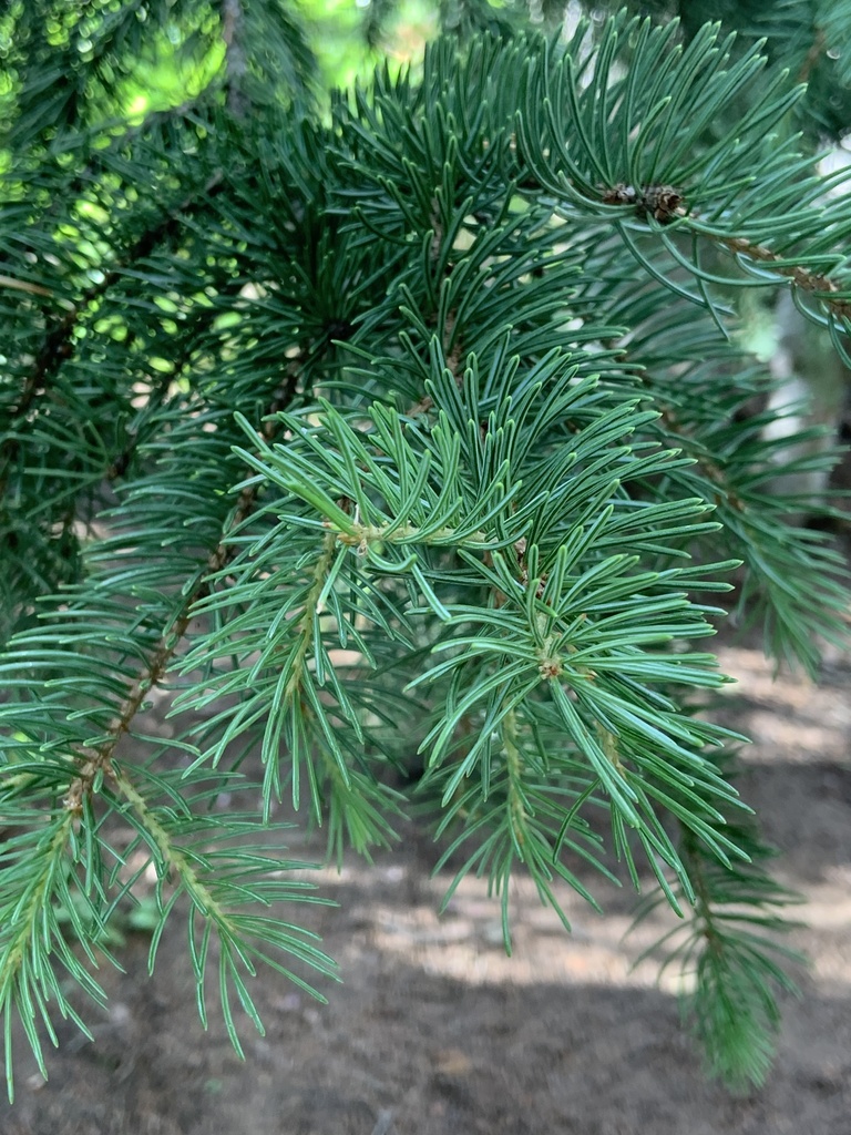 Engelmann spruce from Uinta-Wasatch-Cache National Forest, Salt Lake ...