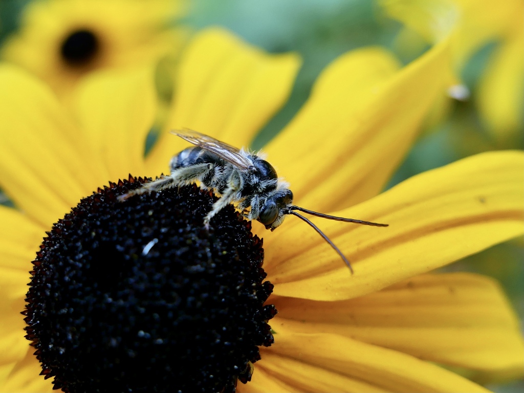 Longhorn Bees from Richmond, Portland, OR, USA on August 15, 2023 at 07 ...