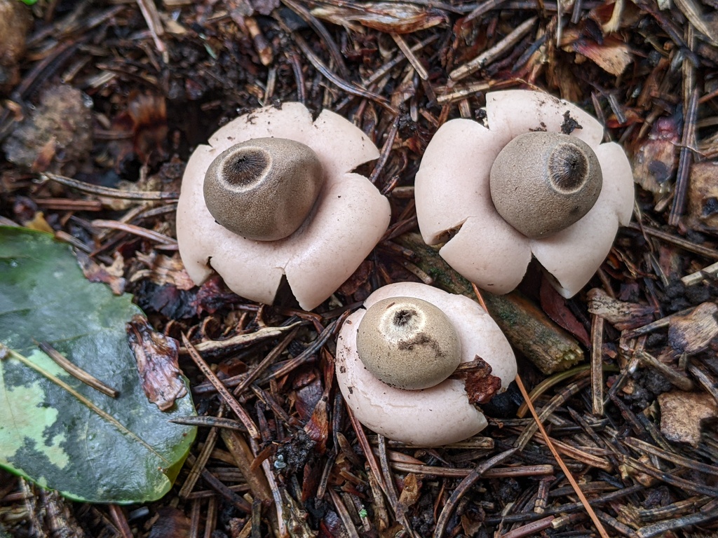 rounded earthstar from Oakland County, Michigan on August 15, 2023 at ...
