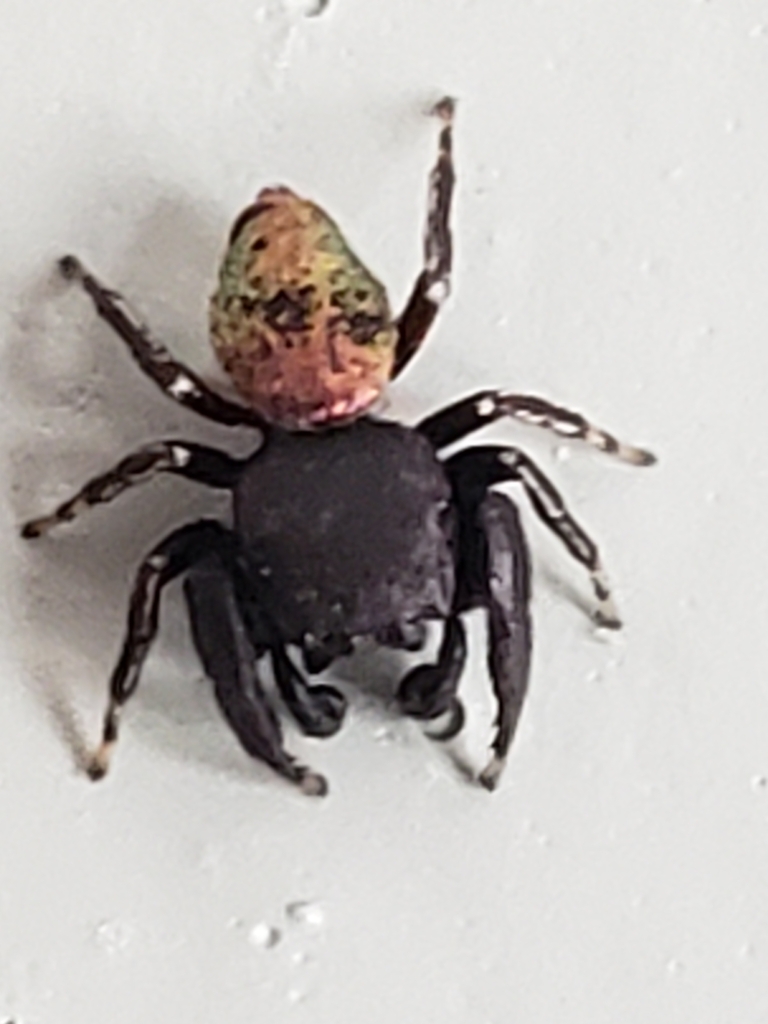 Common Leaf-beetle Jumping Spider from Sierra Vista, AZ, USA on August ...