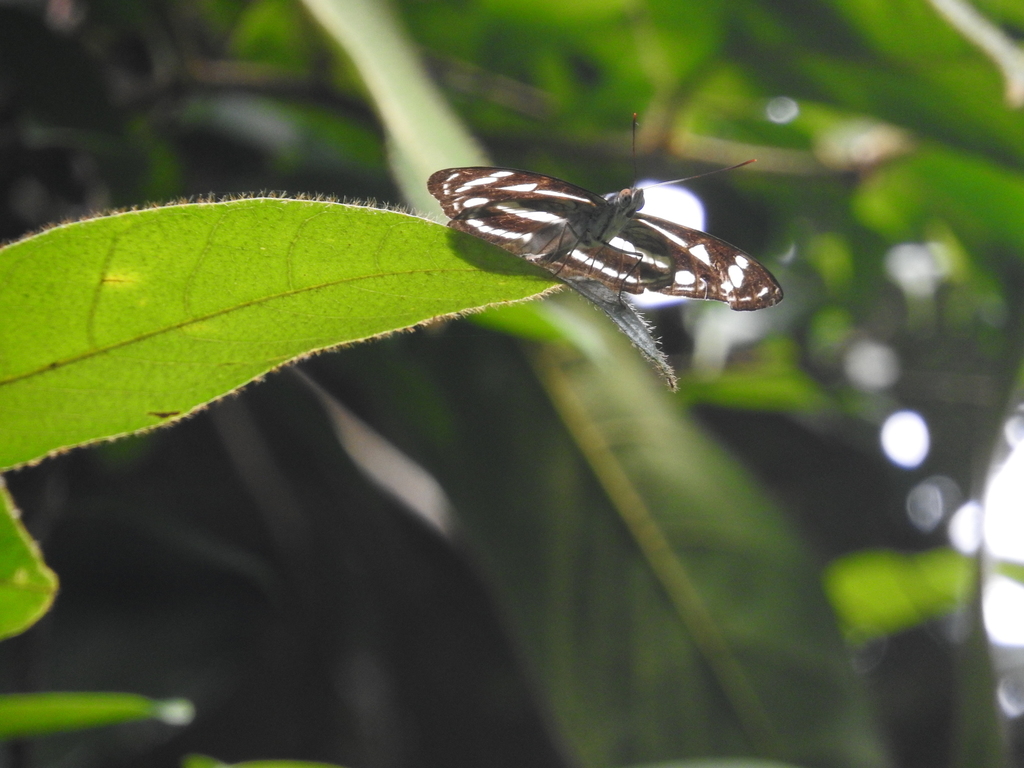 Admirals and Allies from Pasaman Regency, West Sumatra, Indonesia on ...