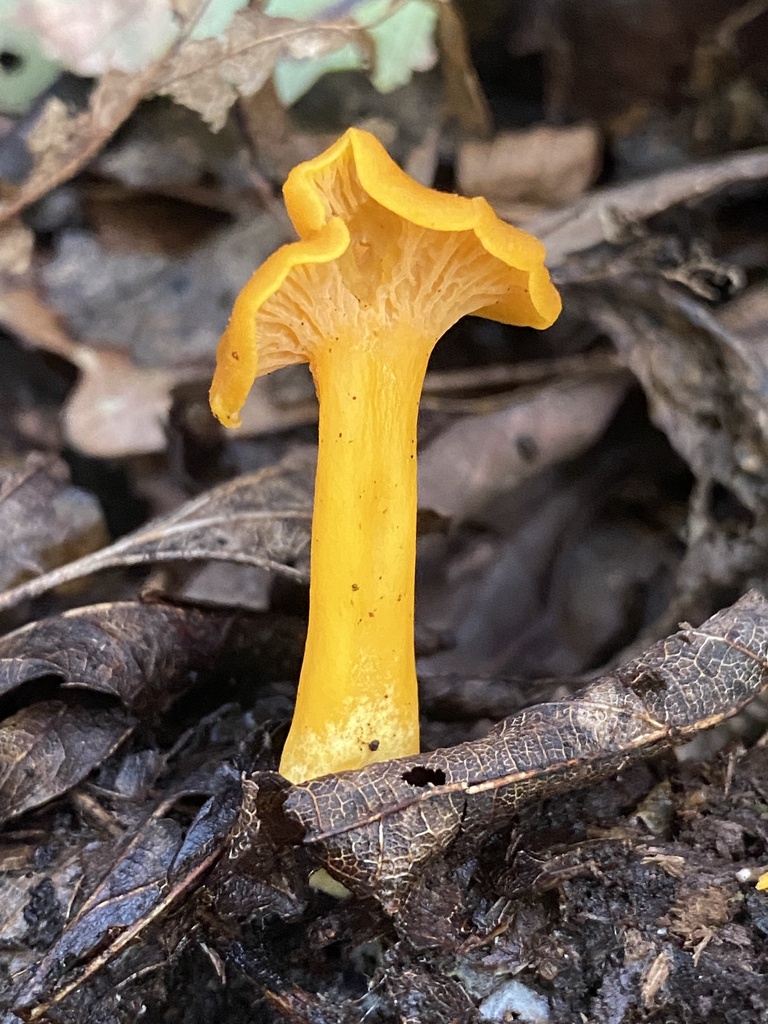 flame trumpet from Indiana Dunes National Park, Chesterton, IN, US on ...