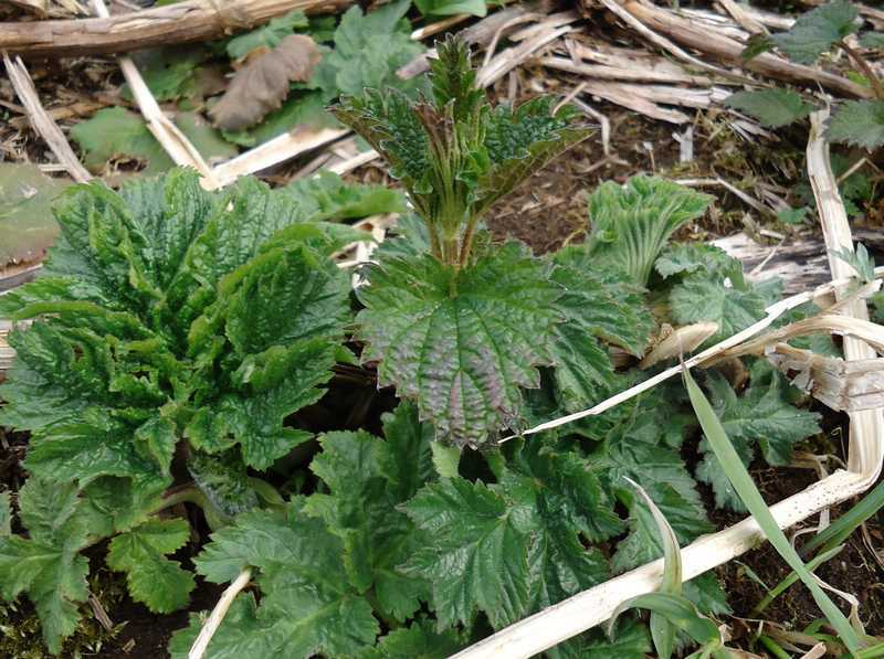 Japanese Nettle (Urtica platyphylla) - Botanical Realm