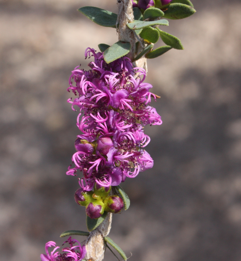 Melaleuca violacea from Wellstead WA 6328, Australia on October 3, 2013 ...