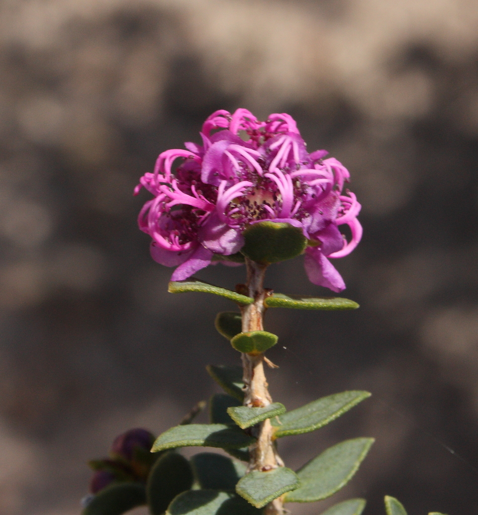 (Melaleuca violacea) - Botanical Realm