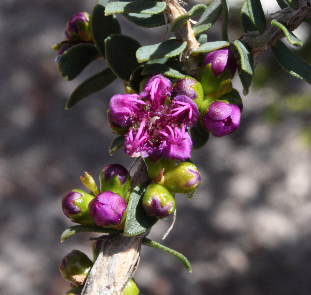 (Melaleuca violacea) - Botanical Realm