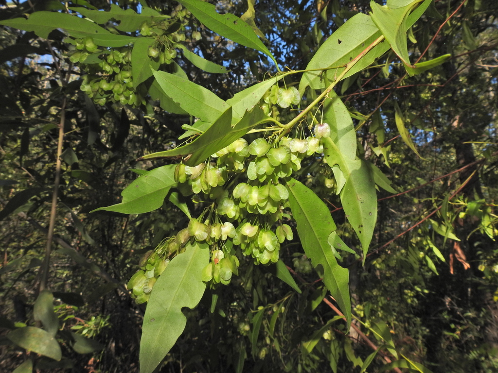 Common Hop Bush from K'gari QLD 4581, Australia on August 14, 2023 at 02:13 PM by Scott W ...