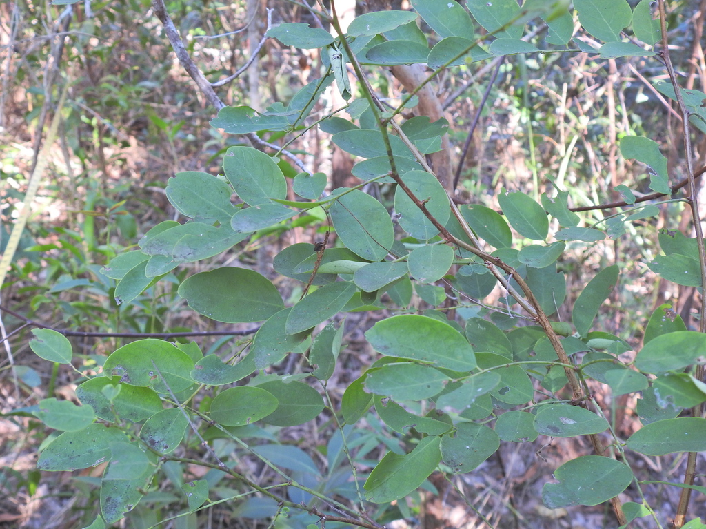 coffee bush from K'gari QLD 4581, Australia on August 14, 2023 at 02:17 PM by Scott W. Gavins. K ...