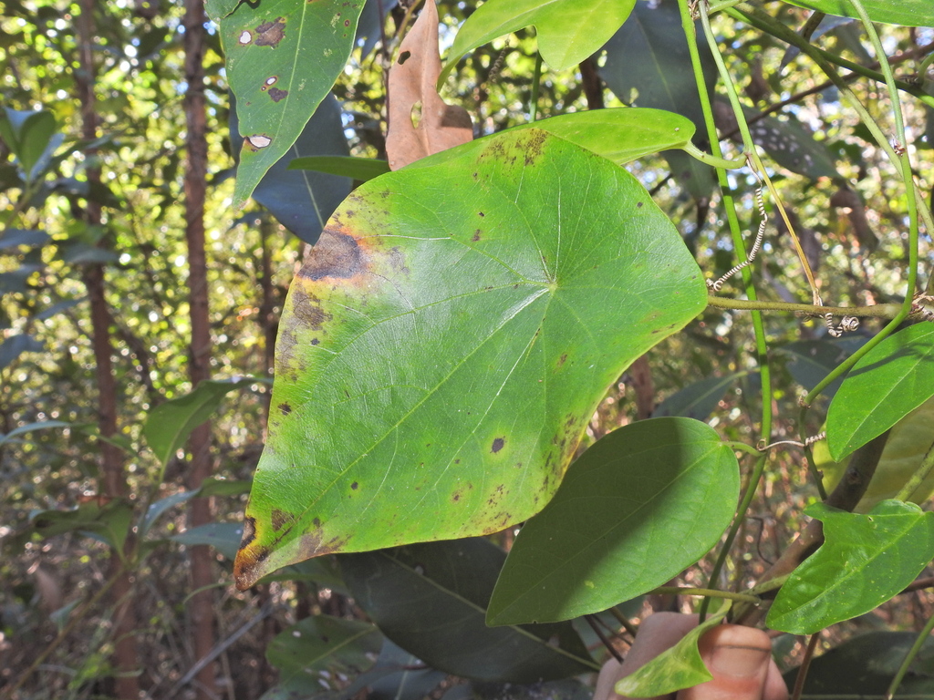 Tapevine from K'gari QLD 4581, Australia on August 14, 2023 at 02:22 PM by Scott W. Gavins. K ...