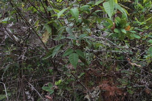 Mauria ferruginea · NaturaLista Colombia