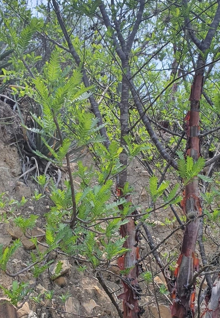 Bursera morelensis in July 2021 by jarturoq · iNaturalist