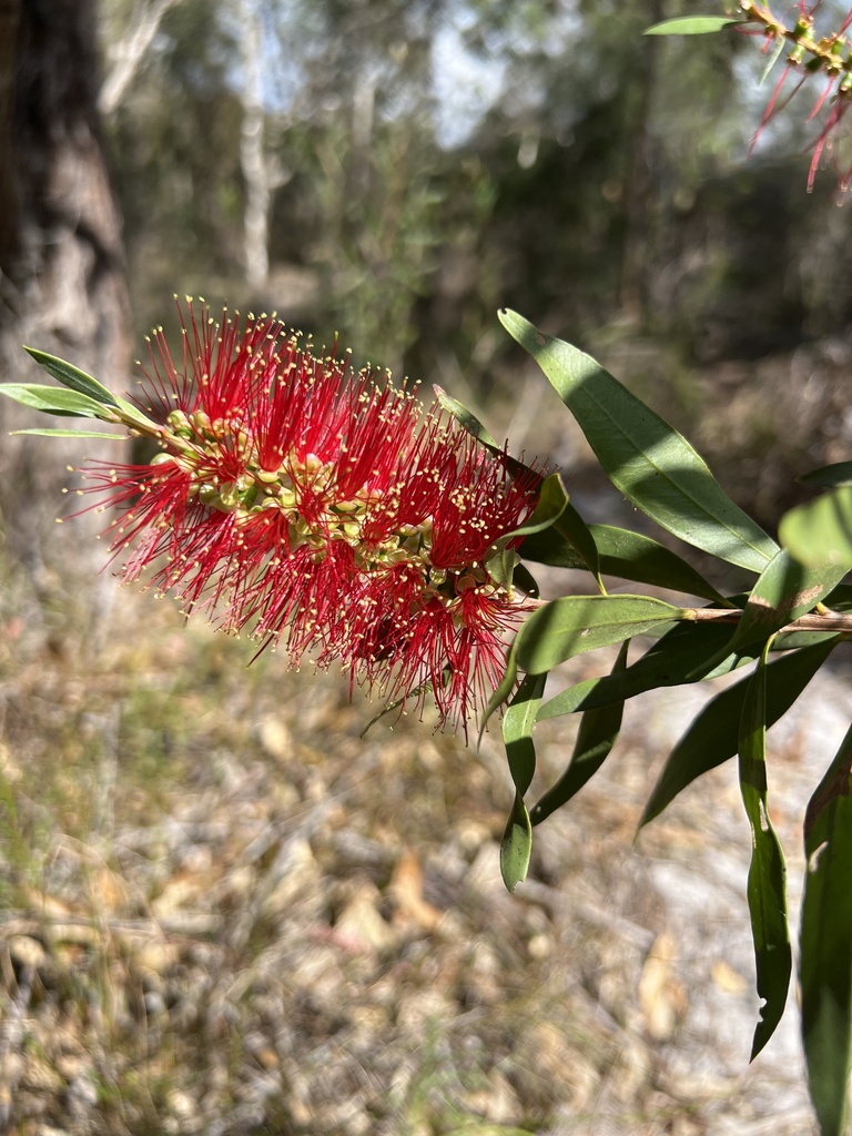 Wallum Bottlebrush from Noosa National Park, Sunrise Beach, QLD, AU on ...