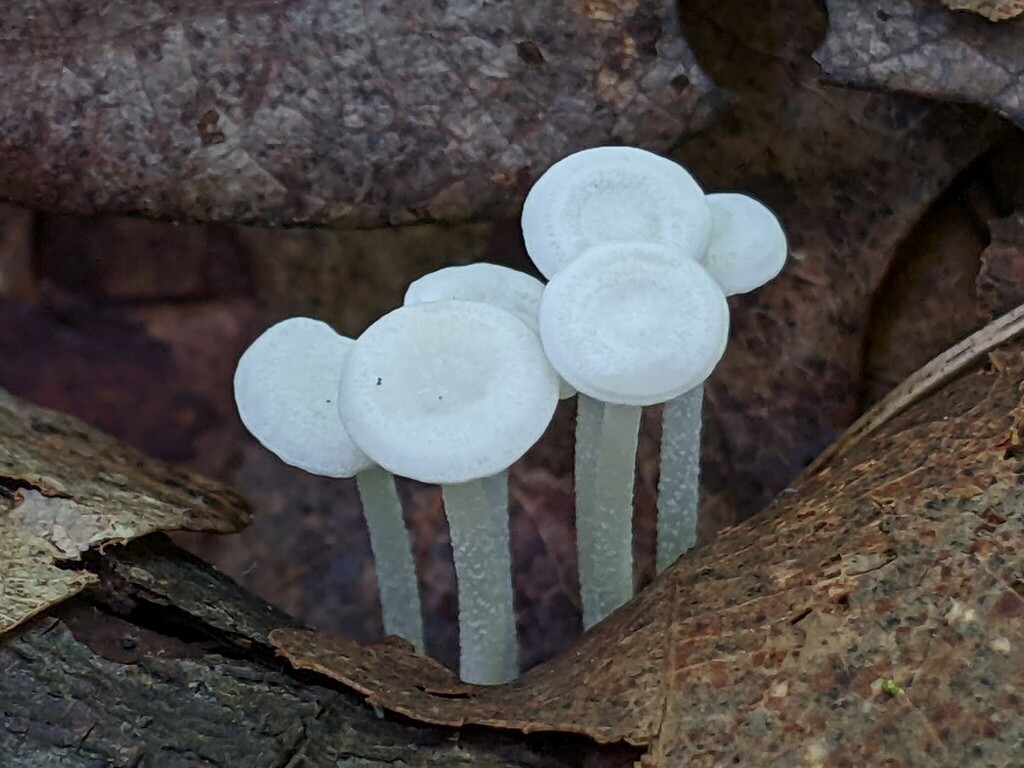 Resinomycena rhododendri from Metamora-Hadley Recreation Area on August ...
