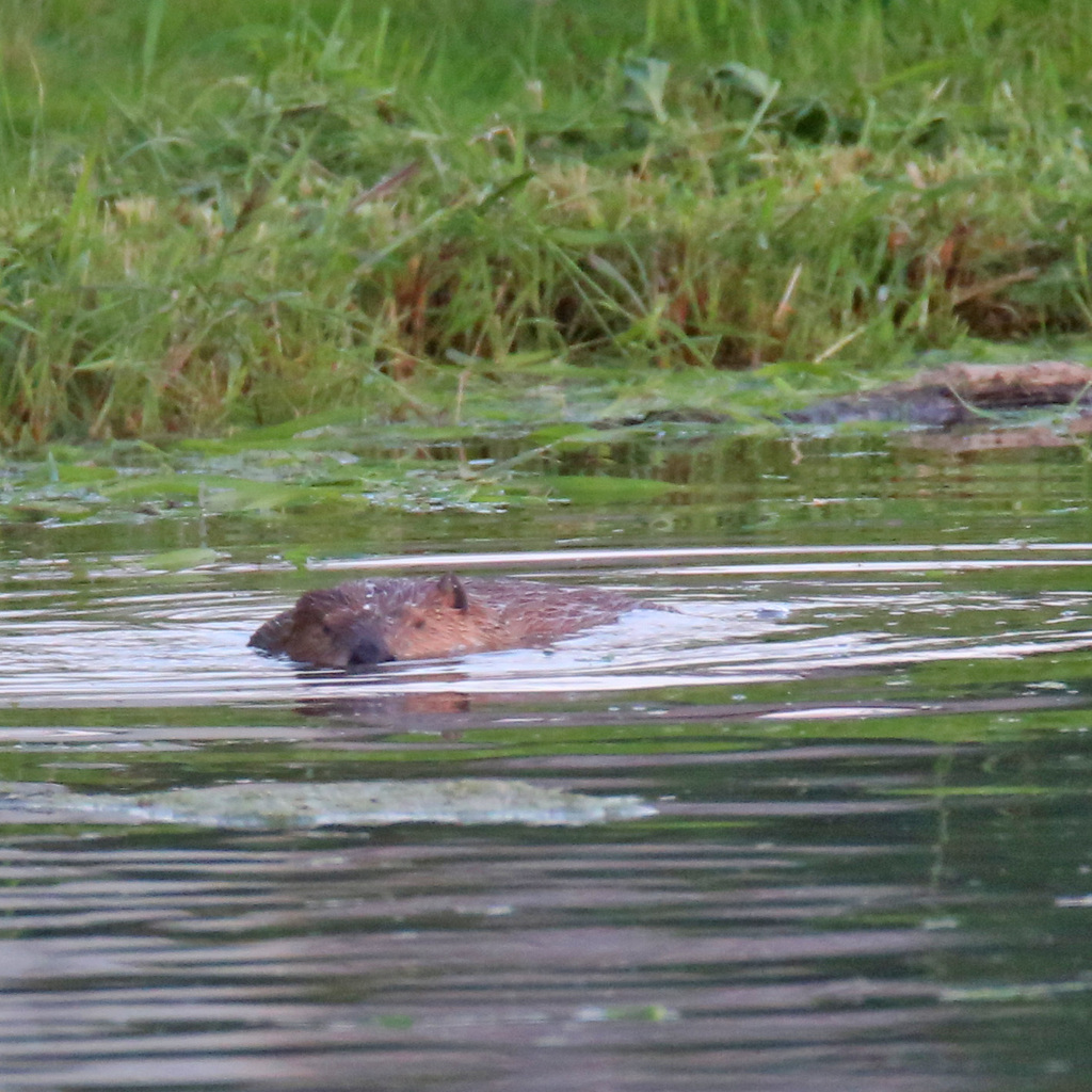 American Beaver from Uptown, Chicago, IL, USA on August 15, 2023 at 07: ...