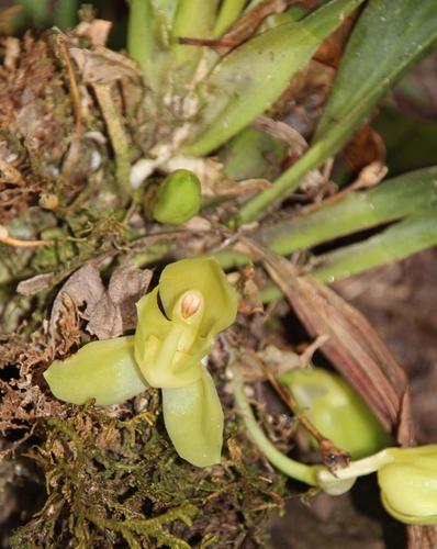 Stenia angustilabia · iNaturalist United Kingdom