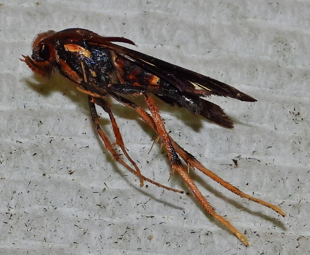 Ash and Lilac Borer Moths from 608 Martin Ave, Boaz, AL 35957, USA on ...