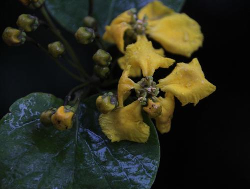 Stigmaphyllon cuzcanum · iNaturalist