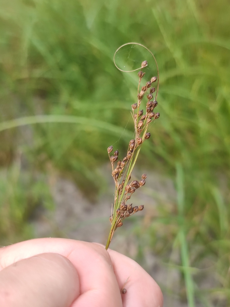 Juncus gracillimus from остров Русский, Владивосток, Приморский край ...