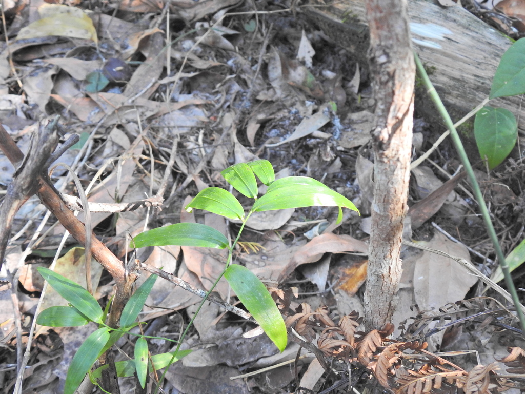 Climbing Lily from K'gari QLD 4581, Australia on August 14, 2023 at 02:31 PM by Scott W. Gavins ...