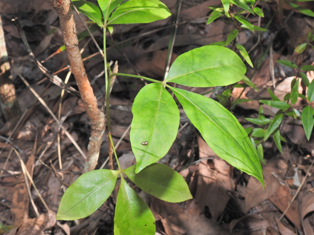 celery wood from K'gari QLD 4581, Australia on August 14, 2023 at 02:34 PM by Scott W. Gavins. K ...