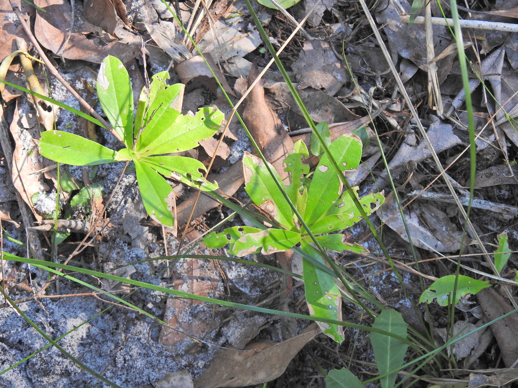 Climbing Guinea flower from K'gari QLD 4581, Australia on August 14, 2023 at 02:35 PM by Scott W ...