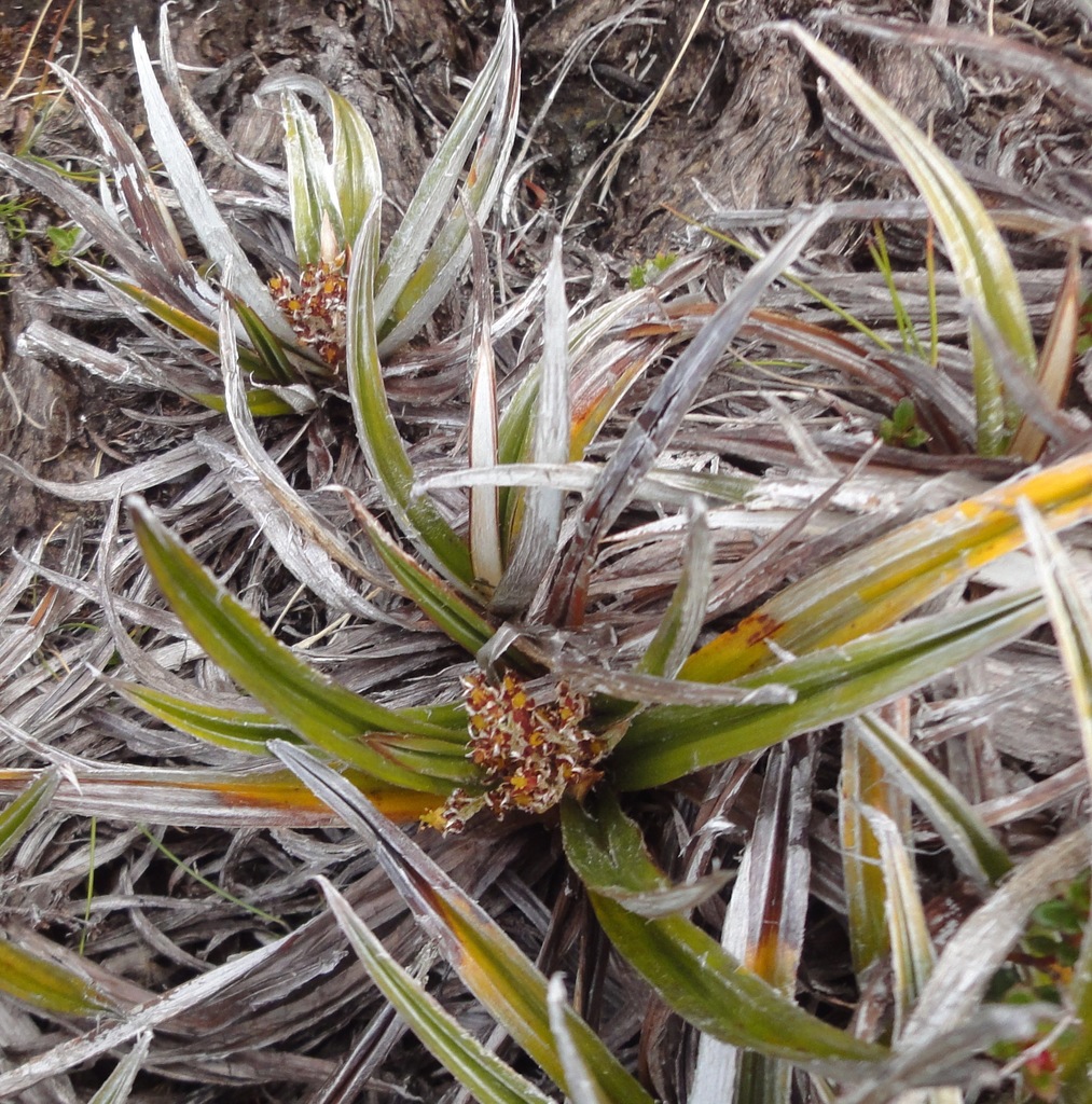 Pineapple Grass from Mt Field National Park, Tasmania, Tarn shelf on ...