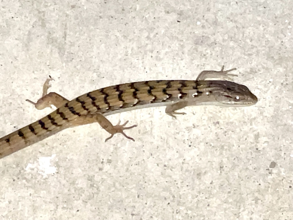 San Diego Alligator Lizard in August 2023 by Daryl Williams. Seen at ...