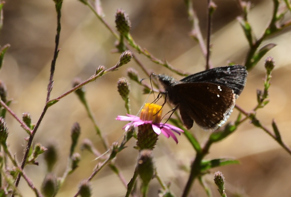 Funereal Duskywing from Eagle Peak Ranch (restricted access); San Diego ...