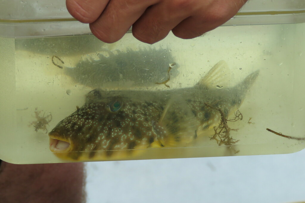 Southern Puffer from St. Petersburg, FL, USA on July 31, 2023 at 03:17 ...
