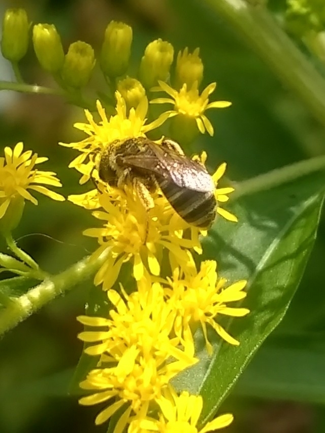 Furrow Bees in August 2023 by Pam Phillips. On Goldenrod · iNaturalist
