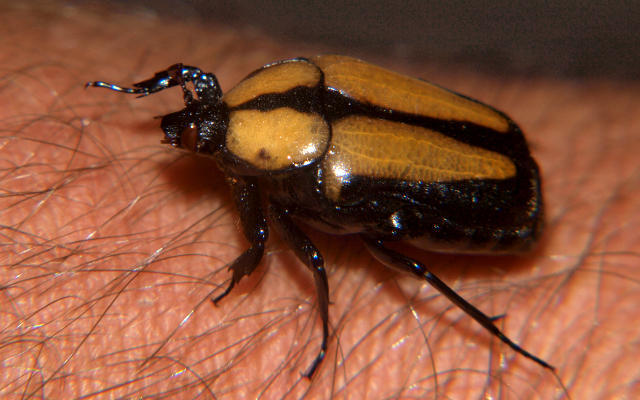 Oplostomus haroldi (Cetoniinae (Fruit Chafers) of Southern Africa ...