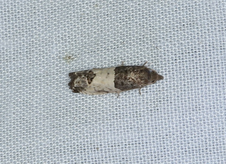 Eye-spotted Bud Moth from Mont-Joli, QC, Canada, 1101 rue Lussier on ...