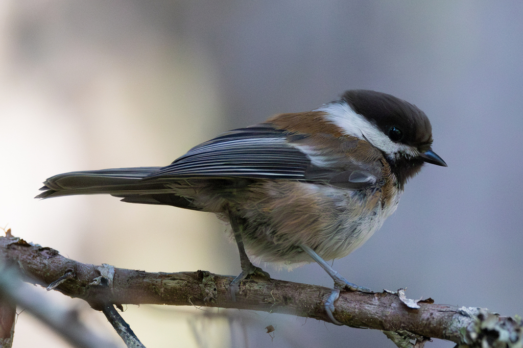 Chestnut-backed Chickadee from Okanagan-Similkameen, BC, Canada on ...