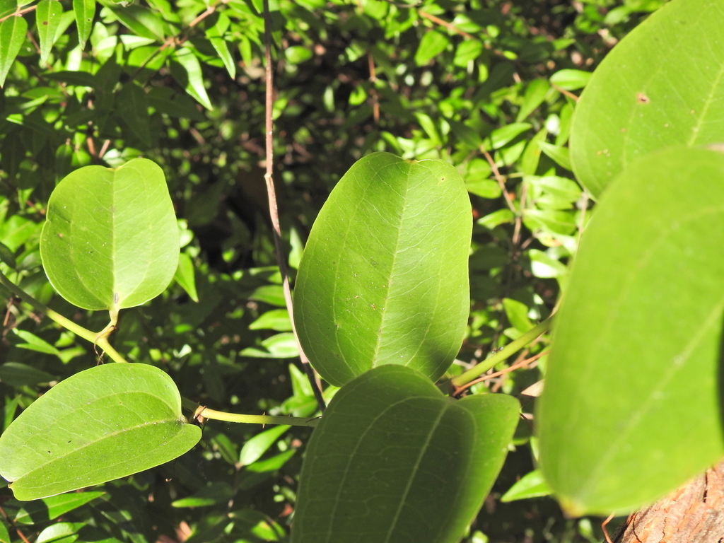 Austral Sarsaparilla from K'gari QLD 4581, Australia on August 15, 2023 at 09:51 AM by Scott W ...