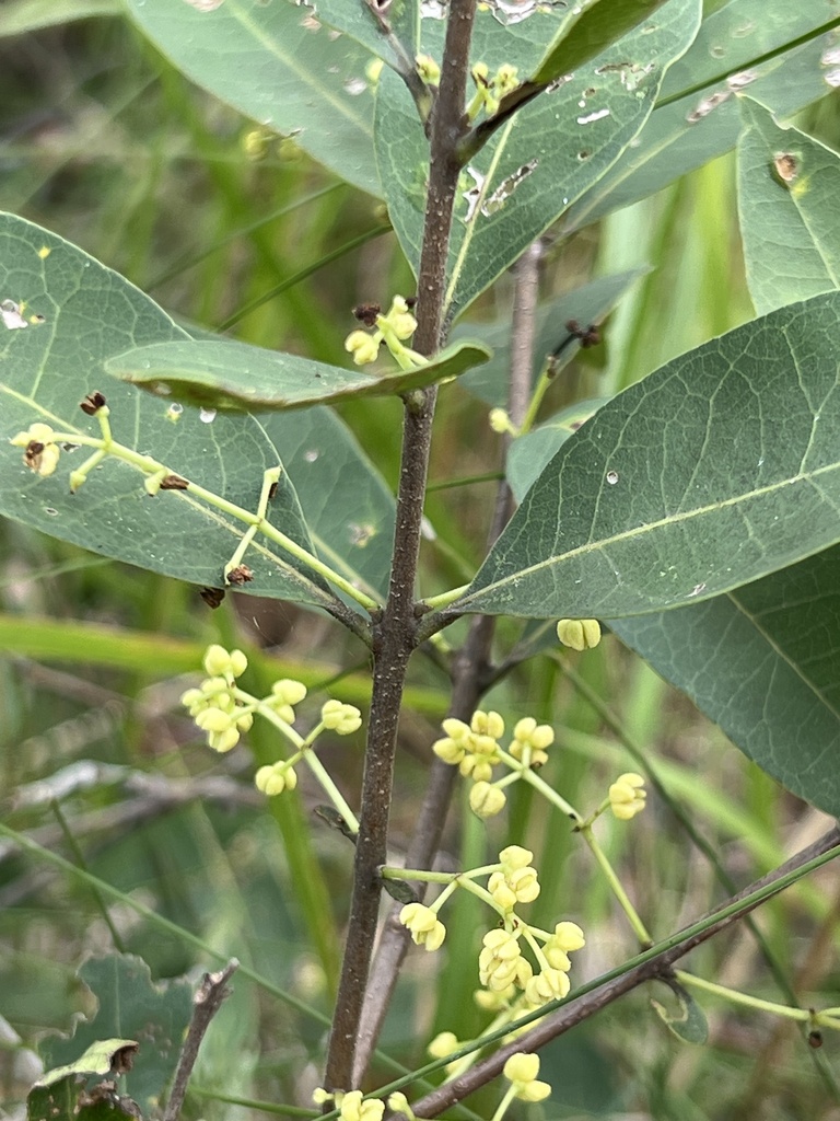 Notelaea from Fantail Sq, Peregian Springs, QLD, AU on August 16, 2023 ...