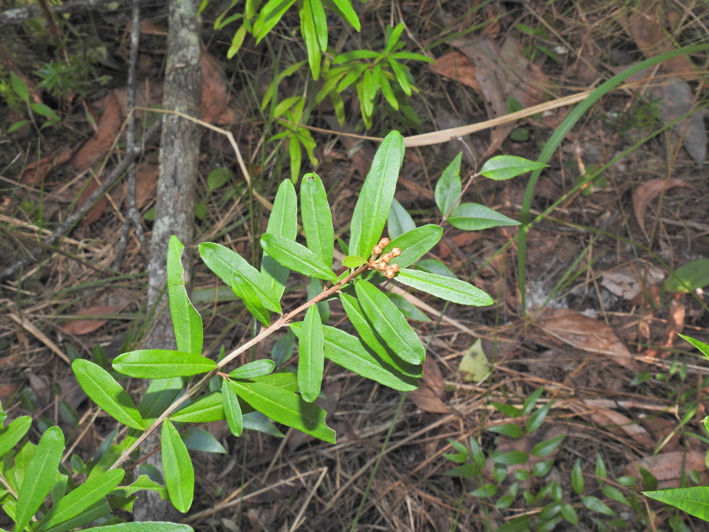 wallum phebalium from K'gari QLD 4581, Australia on August 15, 2023 at 09:56 AM by Scott W ...