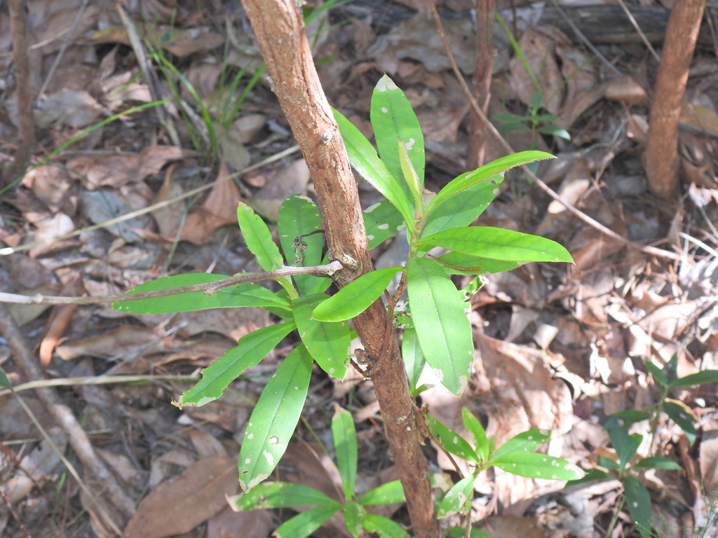Climbing Guinea flower from K'gari QLD 4581, Australia on August 15, 2023 at 10:02 AM by Scott W ...