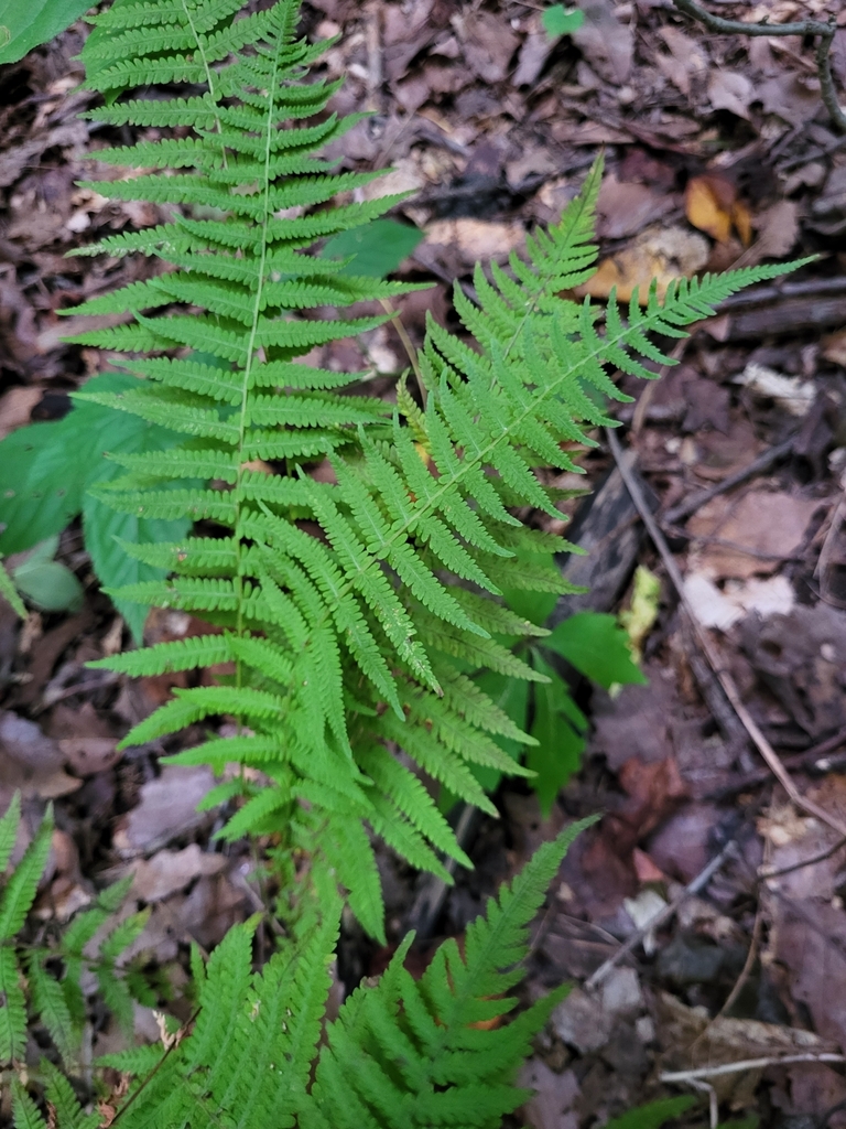 New York fern from Morgantown, WV, USA on August 15, 2023 at 07:29 PM ...