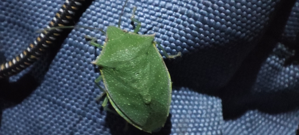 Loxa viridis from Macara, Ecuador on August 13, 2023 at 04:17 AM by ...