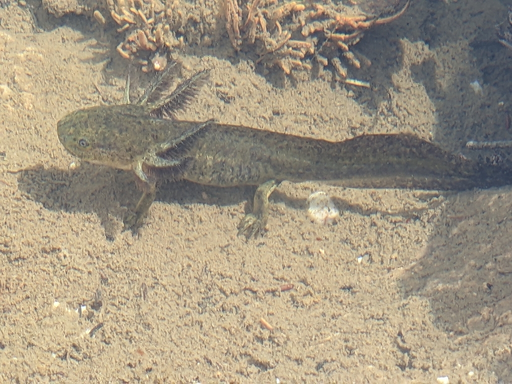 Barred Tiger Salamander from Cecret Lake on August 15, 2023 at 04:41 PM ...